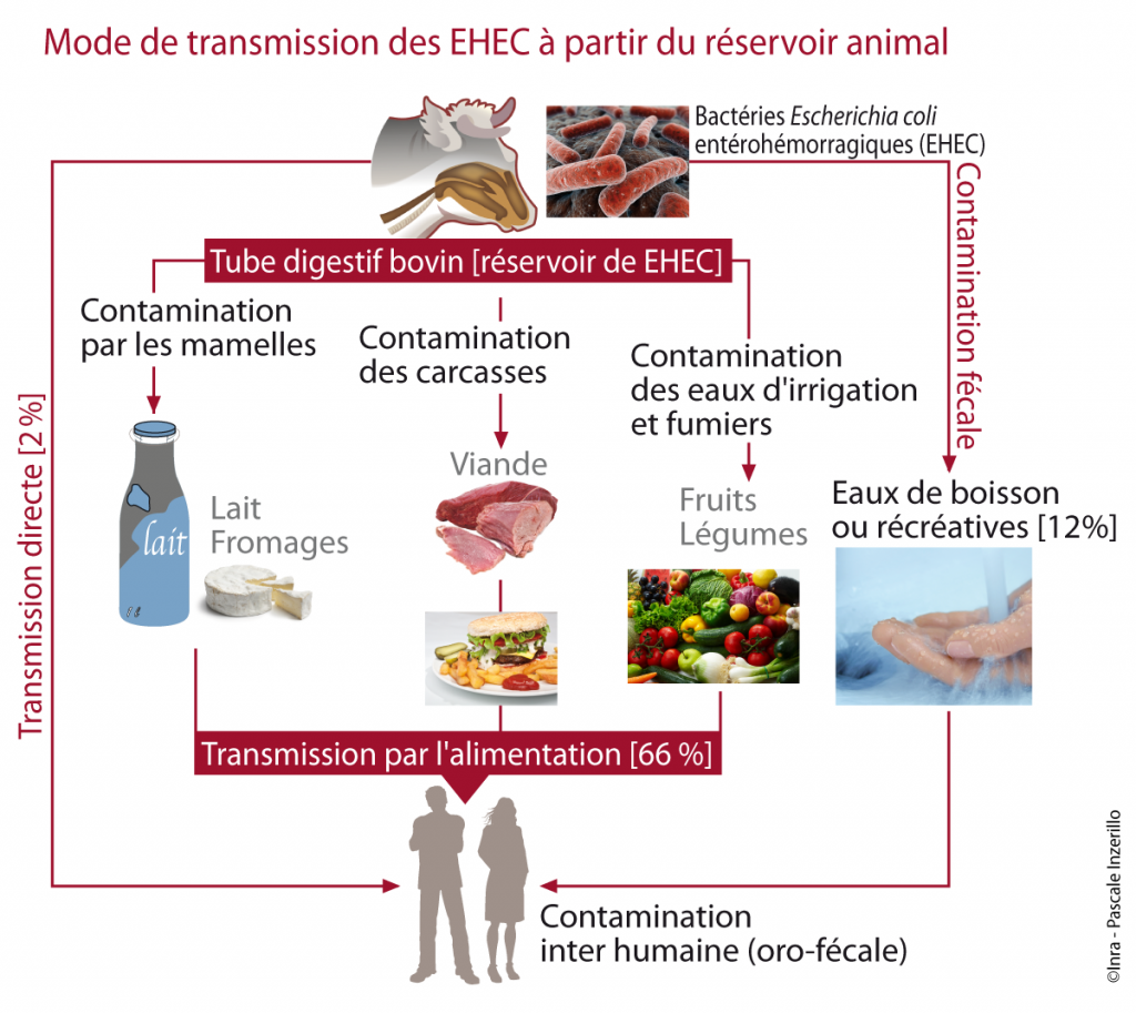 Steaks hachés à l'E.Coli, 7 enfants contaminés - Dangers Alimentaires